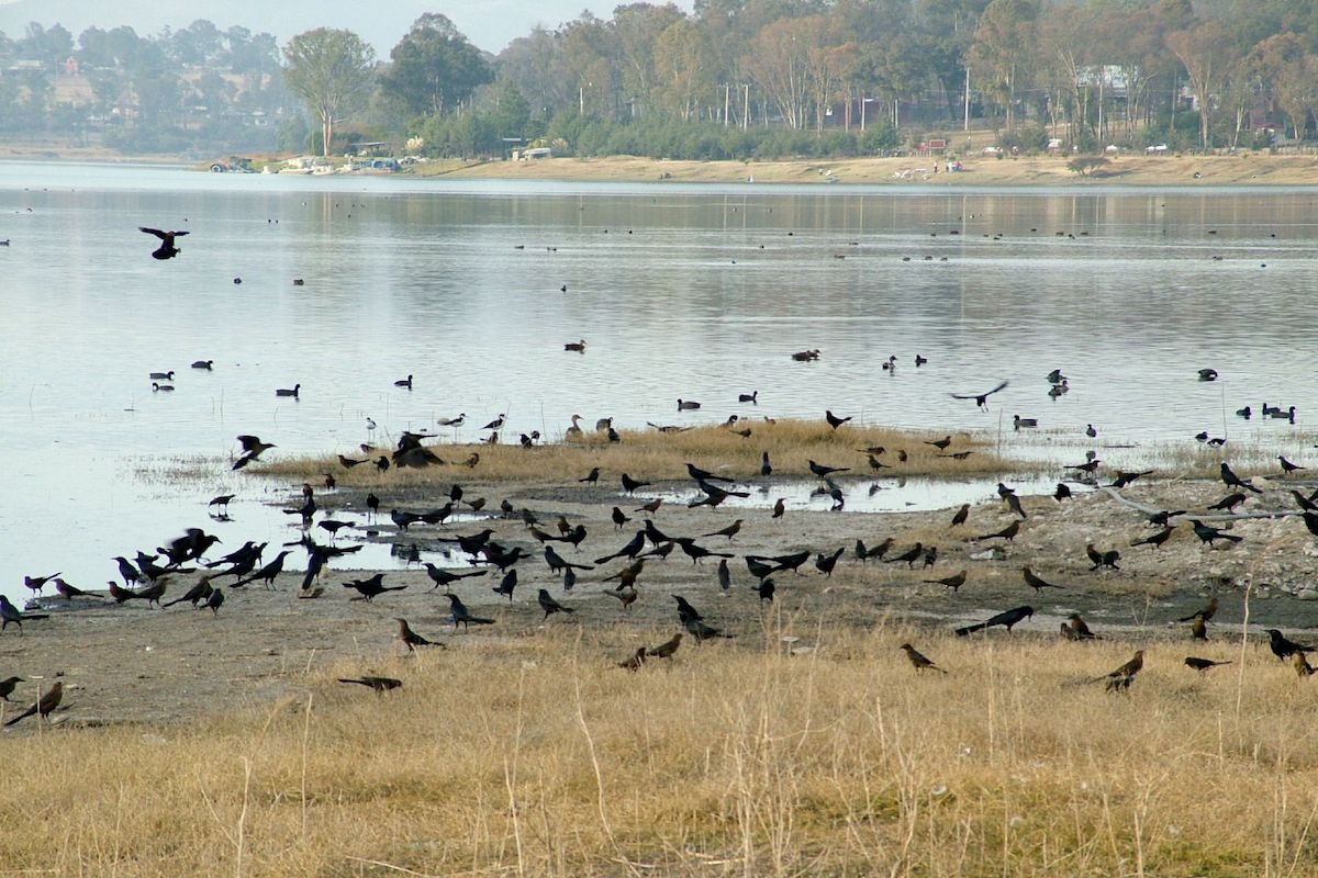 Cuautitlán Izcalli: vecinos se organizan para salvar el humedal