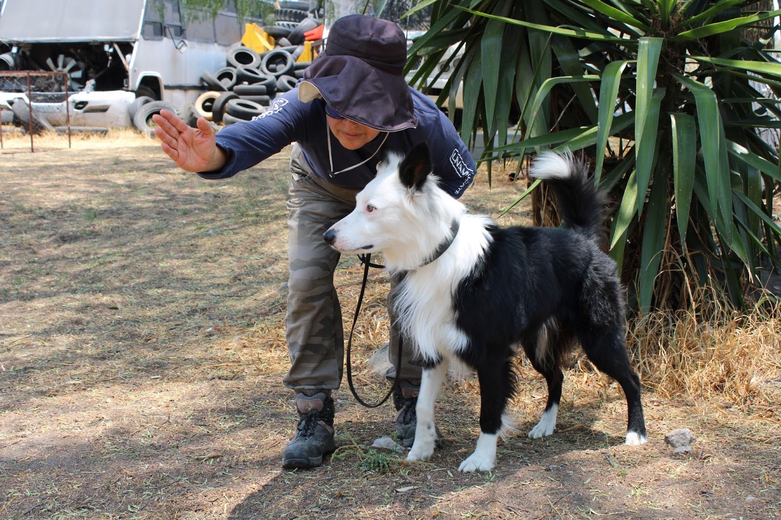 Héroes de cuatro patas: los perros rescatistas de la UNAM - Corriente ...